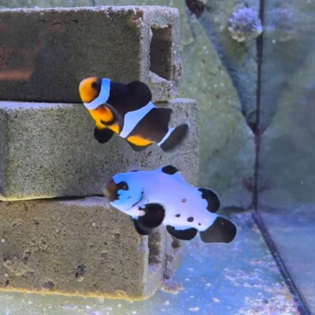 Black Frostbite and Black Photon Clownfish Pair WYSIWYG 16 | Fast ...