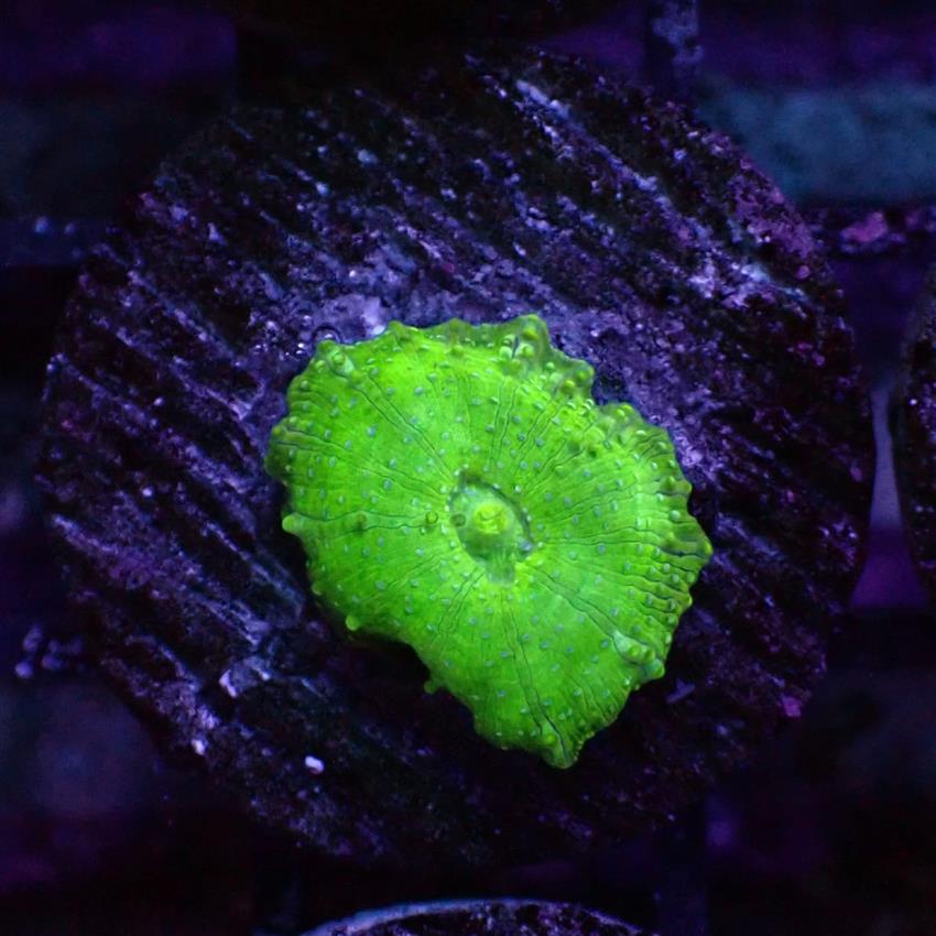 Green Discosoma Mushroom F1 | Fast Delivery Abyss Aquatics UK