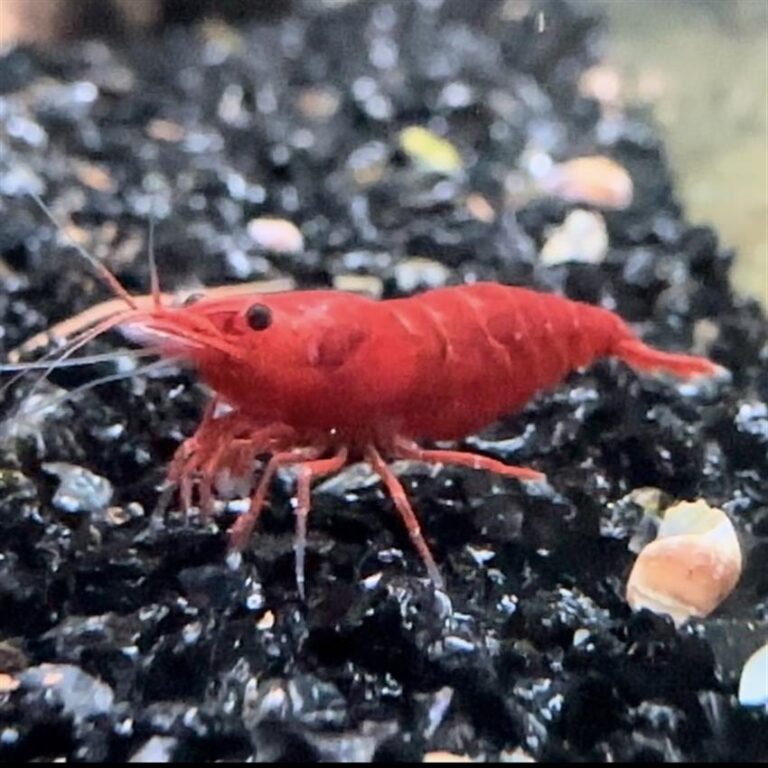 Super Red Cherry Shrimp | Fast Delivery Abyss Aquatics UK