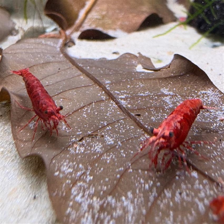 Super Red Cherry Shrimp | Fast Delivery Abyss Aquatics UK