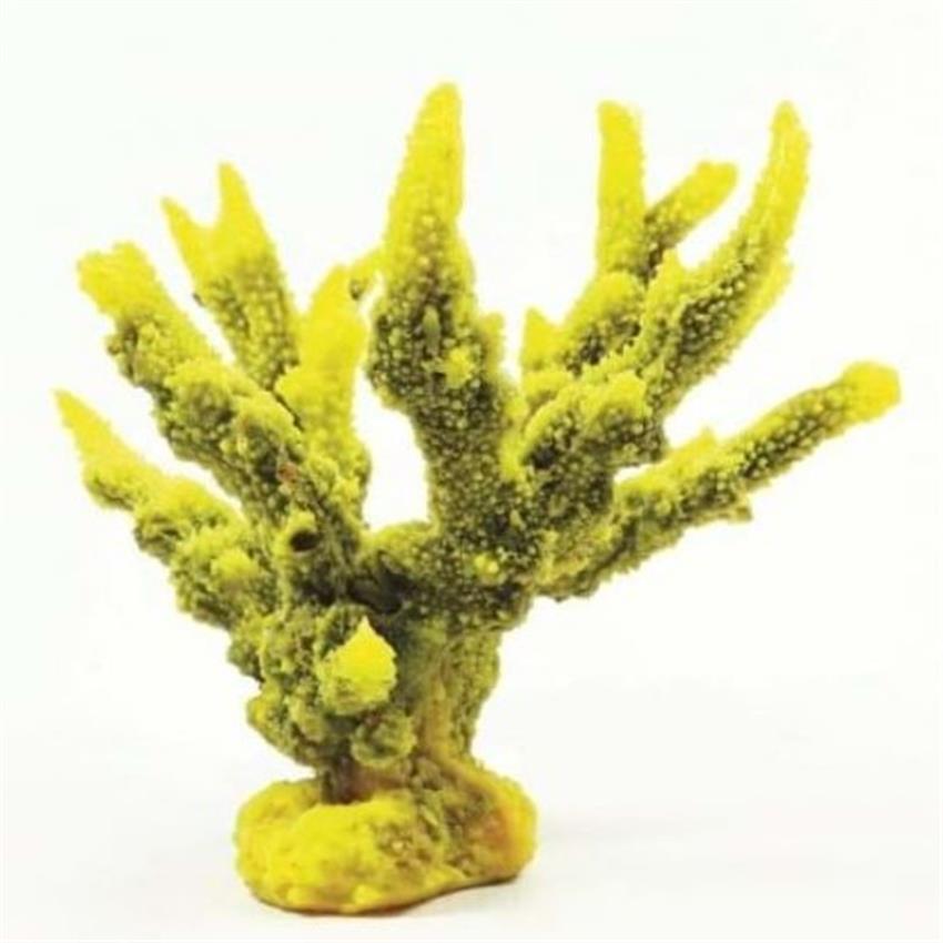 acropora uk