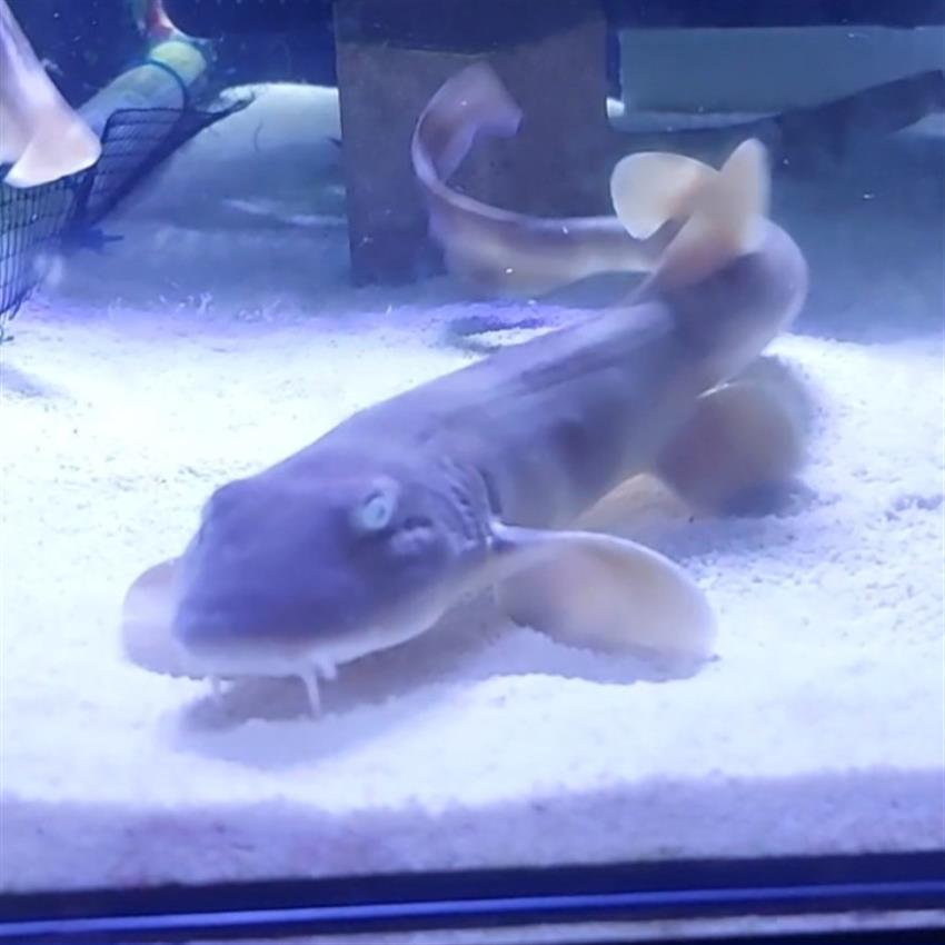 Brown Banded Bamboo Shark Male | Fast Delivery Abyss Aquatics UK