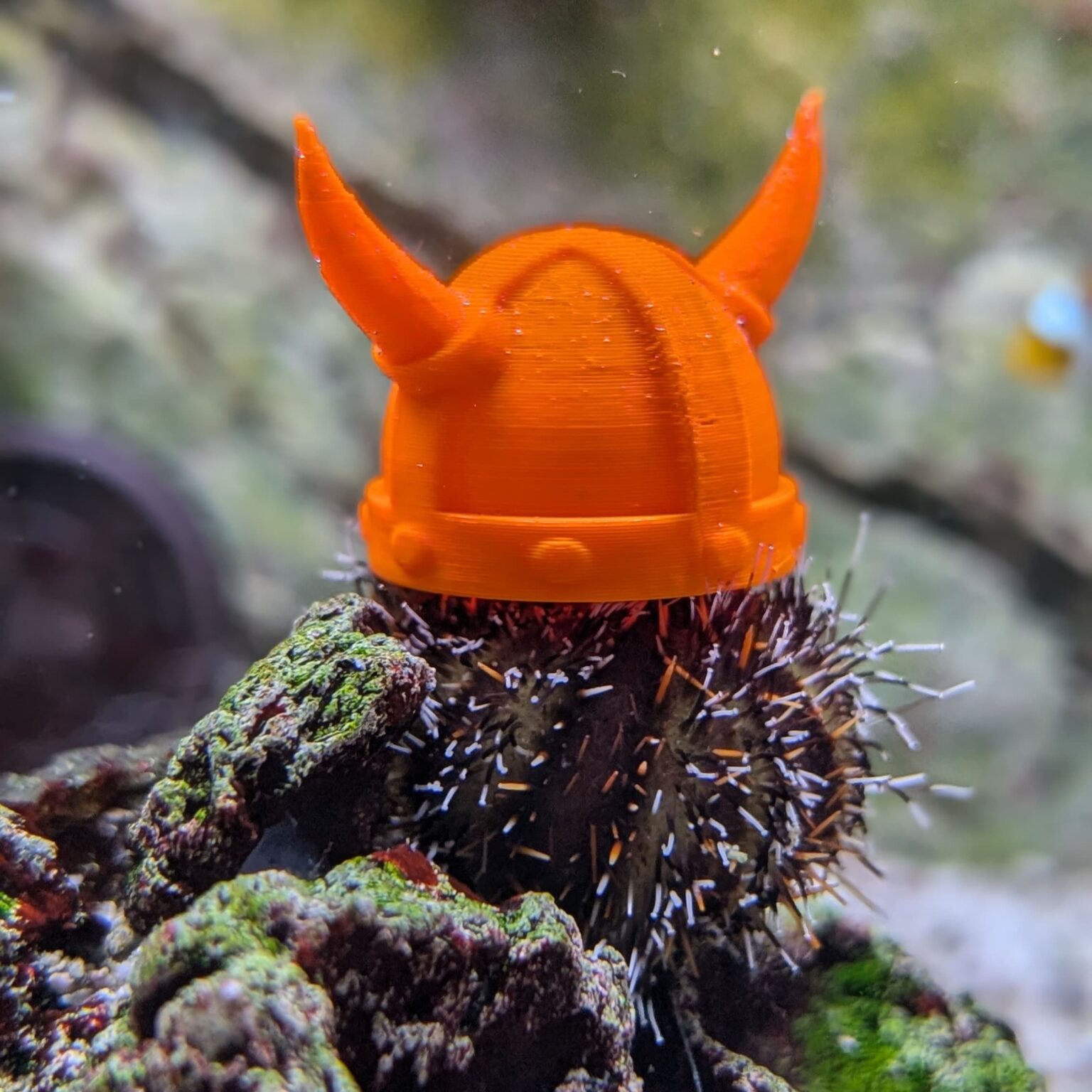 Home · Abyss Aquatics UK Based in Stockport, Greater Manchester.