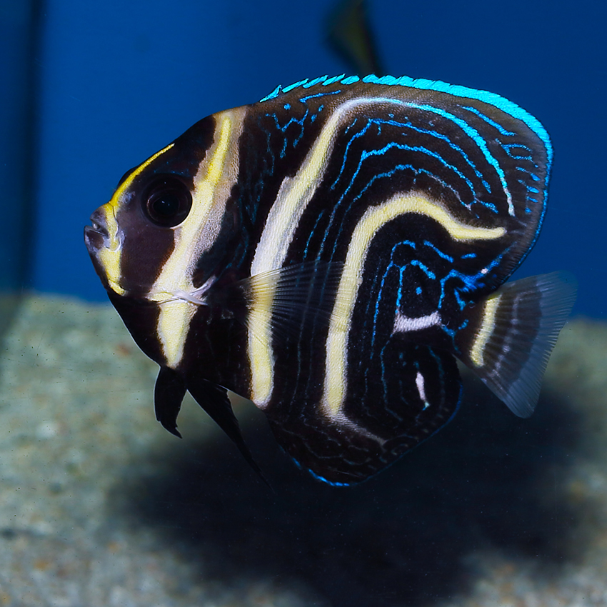Cortez Angelfish Misbar Tank Bred WYSIWYG 27 | Fast Delivery Abyss ...