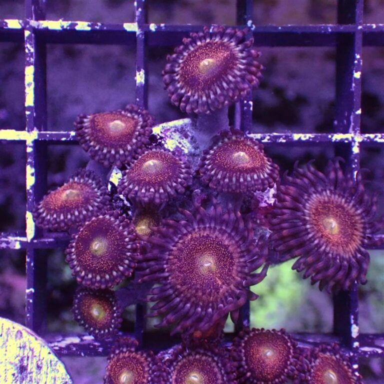 Saltwater Livestock Fat Fit Healthy Fish & critters, Colourful & juicy ...