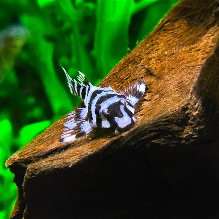 Leopard Frog Pleco L134 Tank Bred | Fast Delivery Abyss Aquatics UK