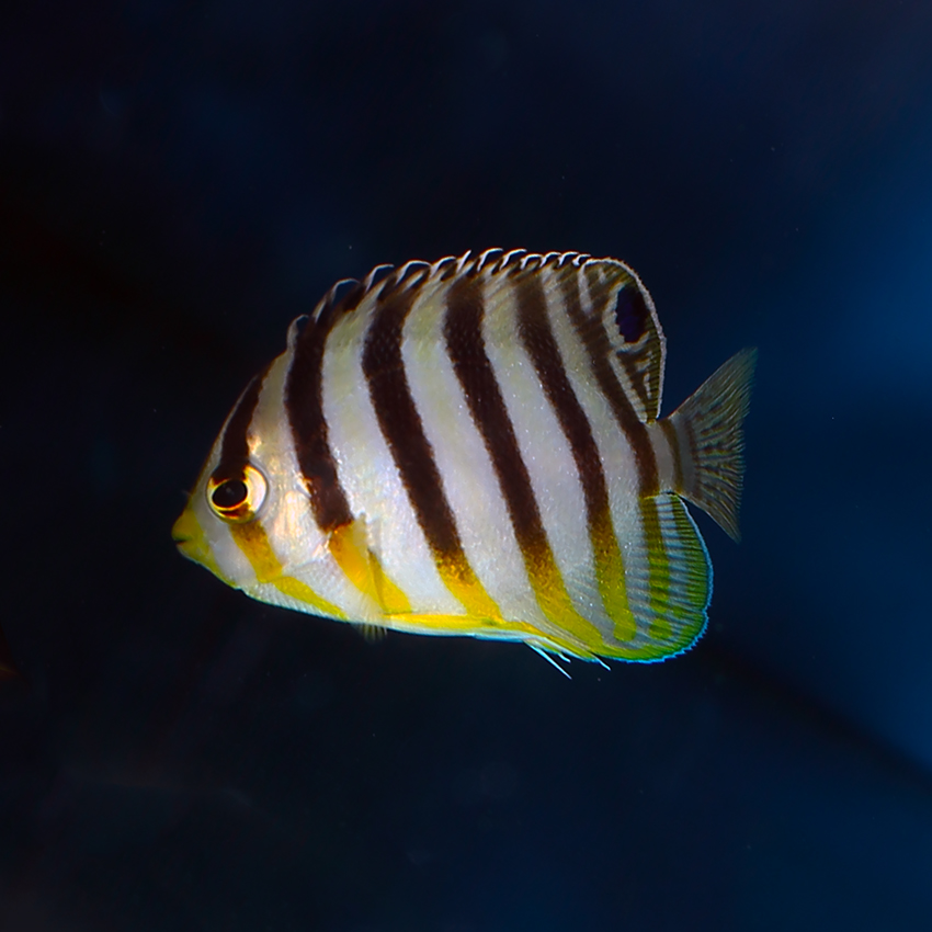 Yellow Multibar Angelfish | Fast Delivery Abyss Aquatics UK