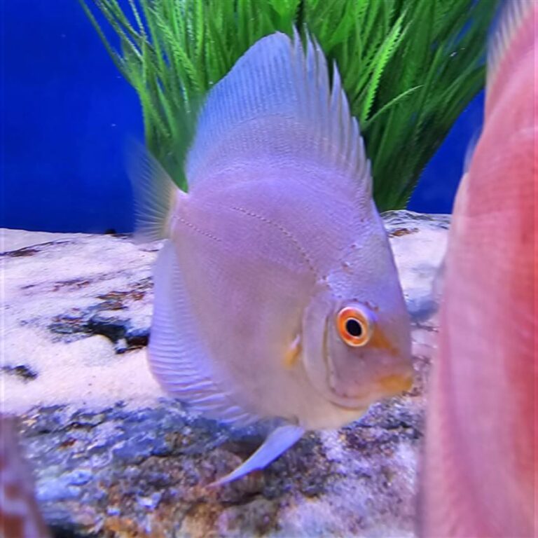 Blue Diamond Discus | Fast Delivery Abyss Aquatics UK
