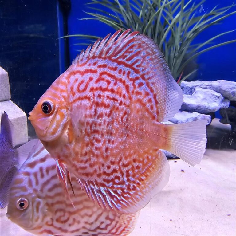 Galaxy Turquoise Discus | Fast Delivery Abyss Aquatics UK