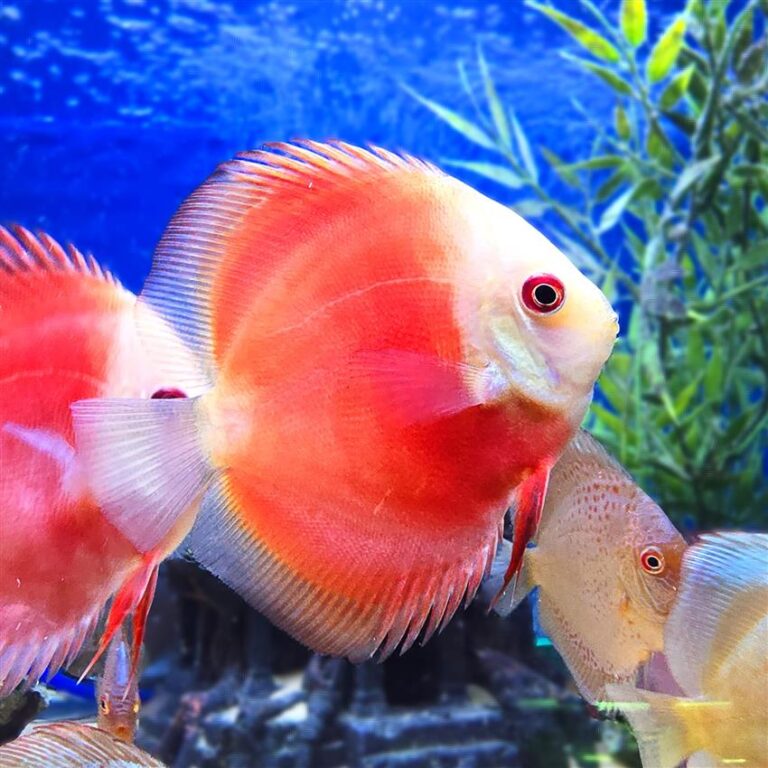 Home · Abyss Aquatics UK Based in Stockport, Greater Manchester.