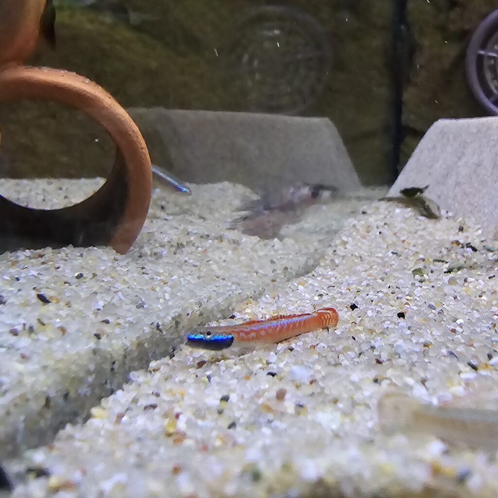 Shop Online for Freshwater Gobies · Abyss Aquatics UK