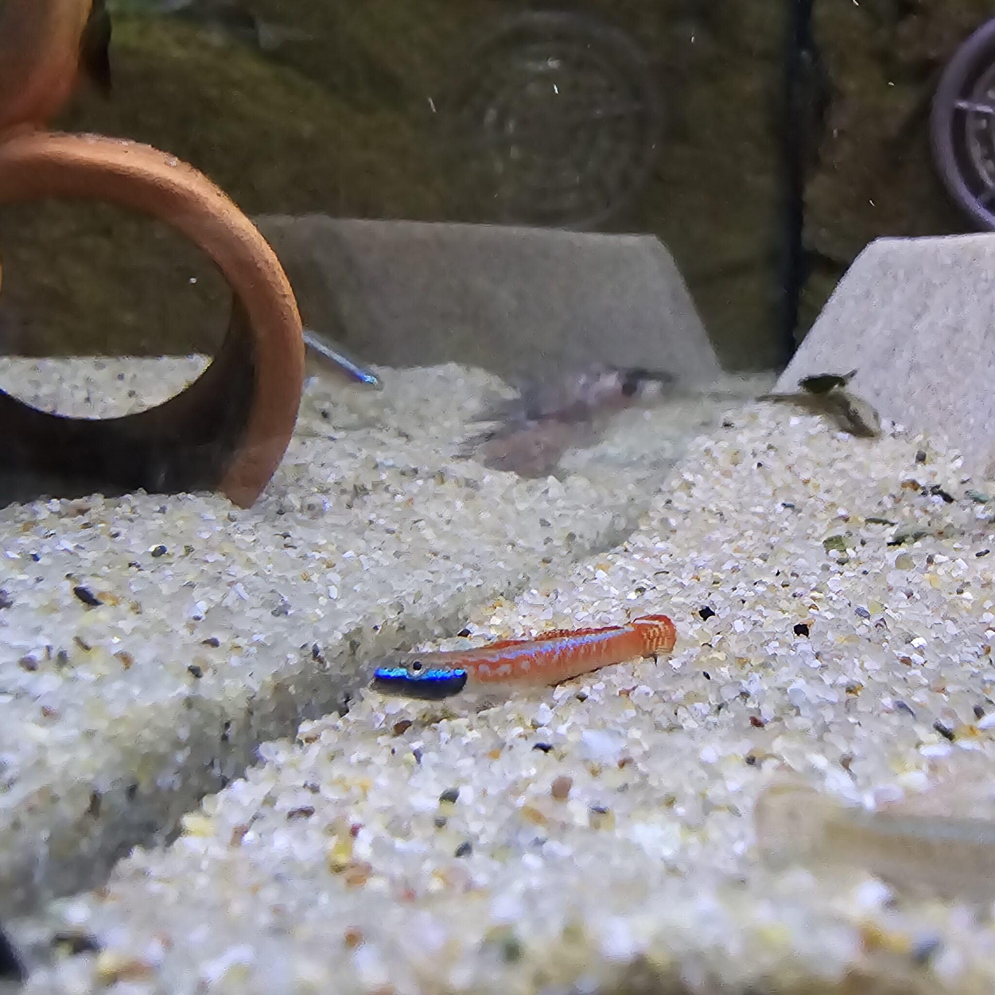 Home · Abyss Aquatics UK Based in Stockport, Greater Manchester.