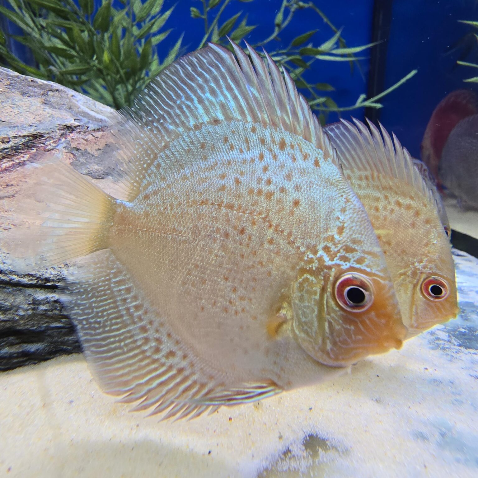 Tropical fish For Sale online. Healthy · Cheap · Quality %%sep%st ...