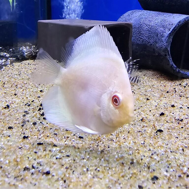 Albino Platinum Discus | Fast Delivery Abyss Aquatics UK