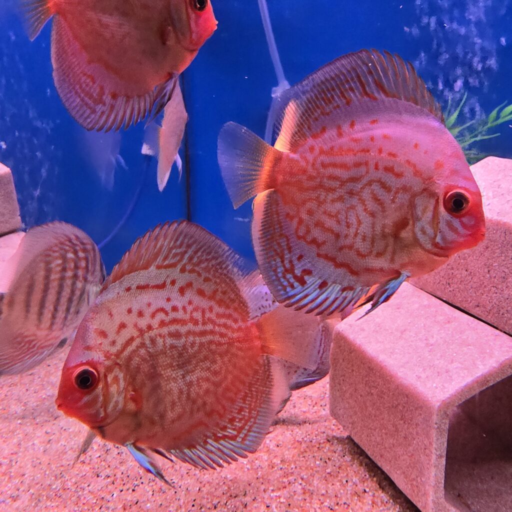Shop Online for Angelfish and Discus · Abyss Aquatics UK