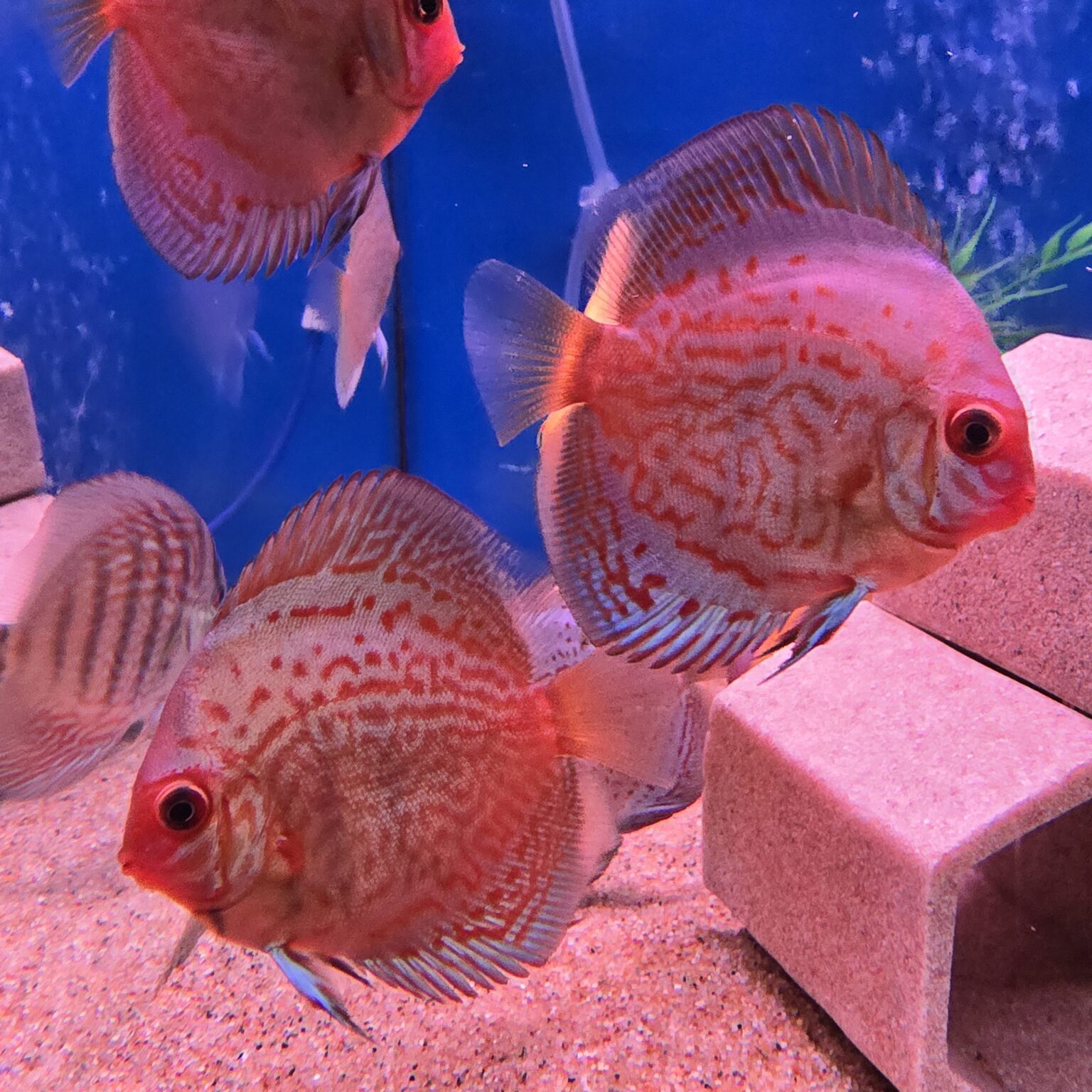 Shop Online for Angelfish and Discus · Abyss Aquatics UK