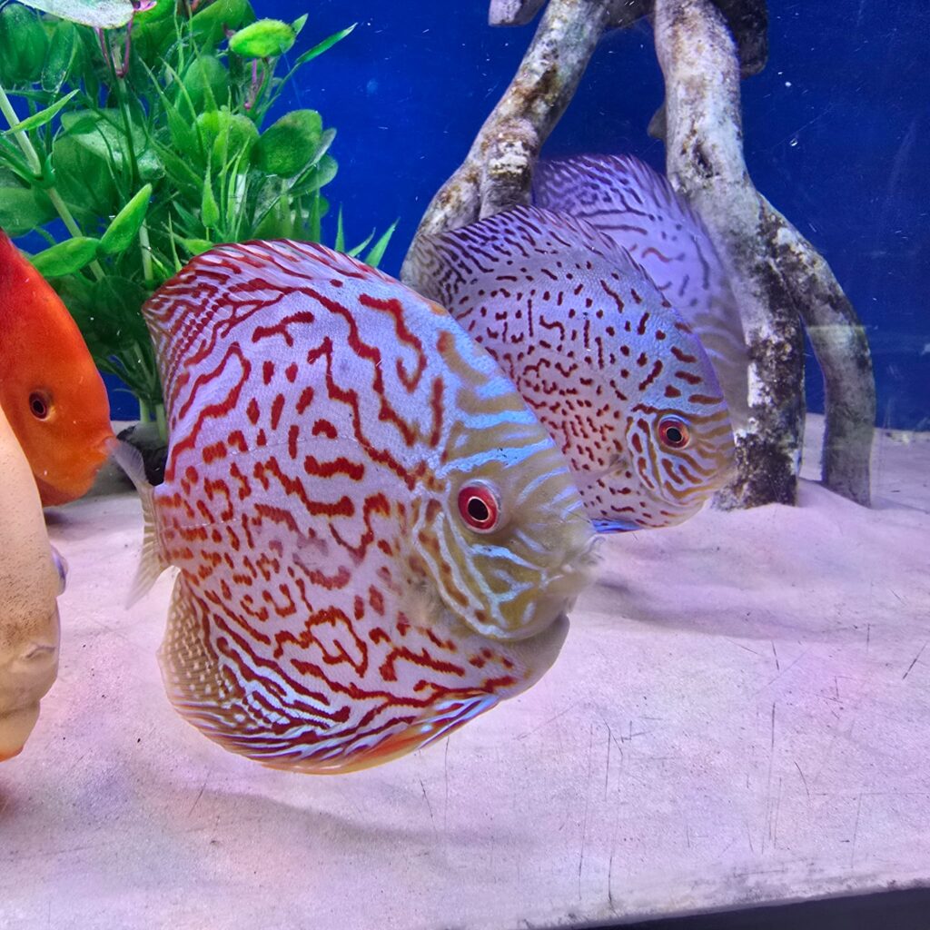 Shop Online for Angelfish and Discus · Abyss Aquatics UK