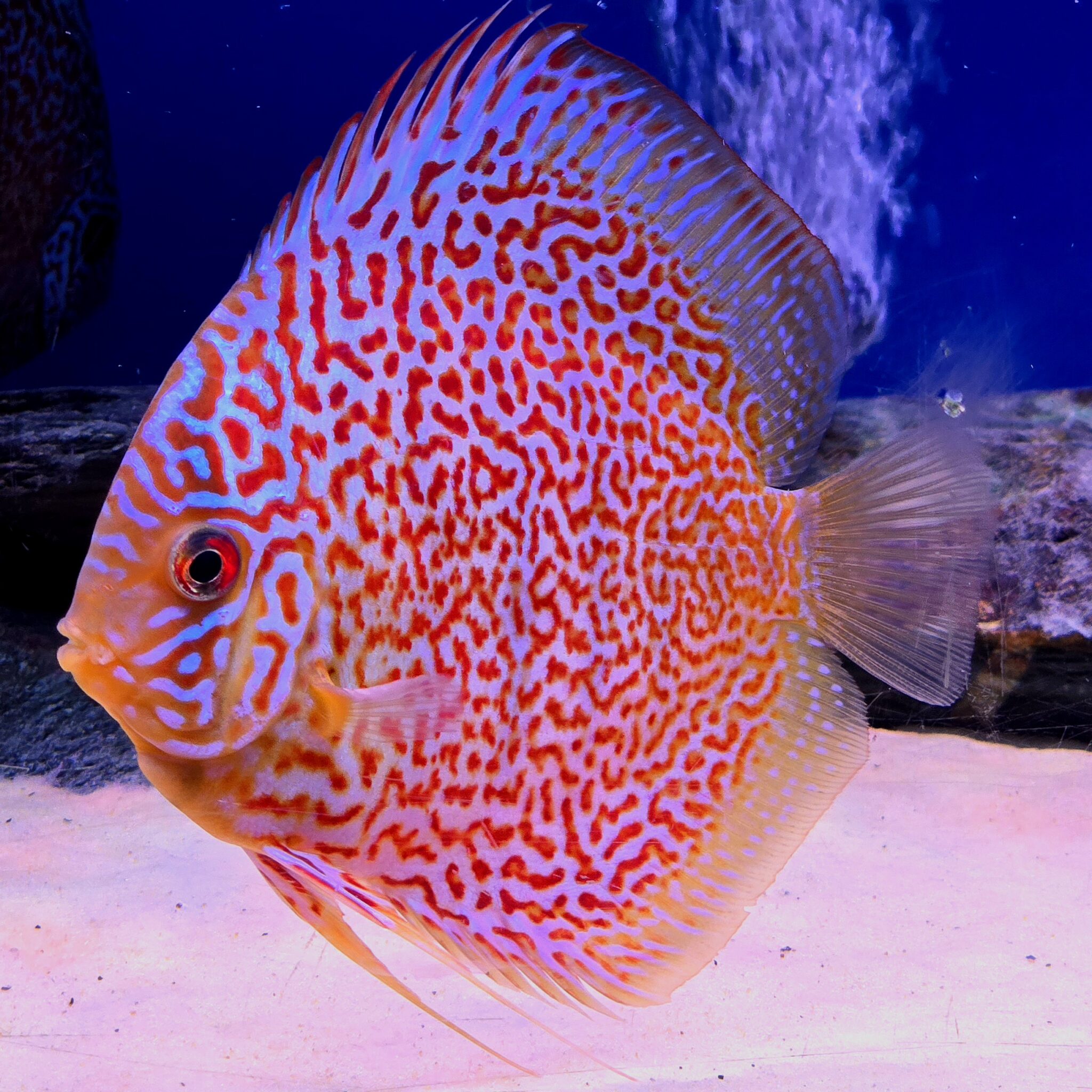 Shop Online for Angelfish and Discus · Abyss Aquatics UK