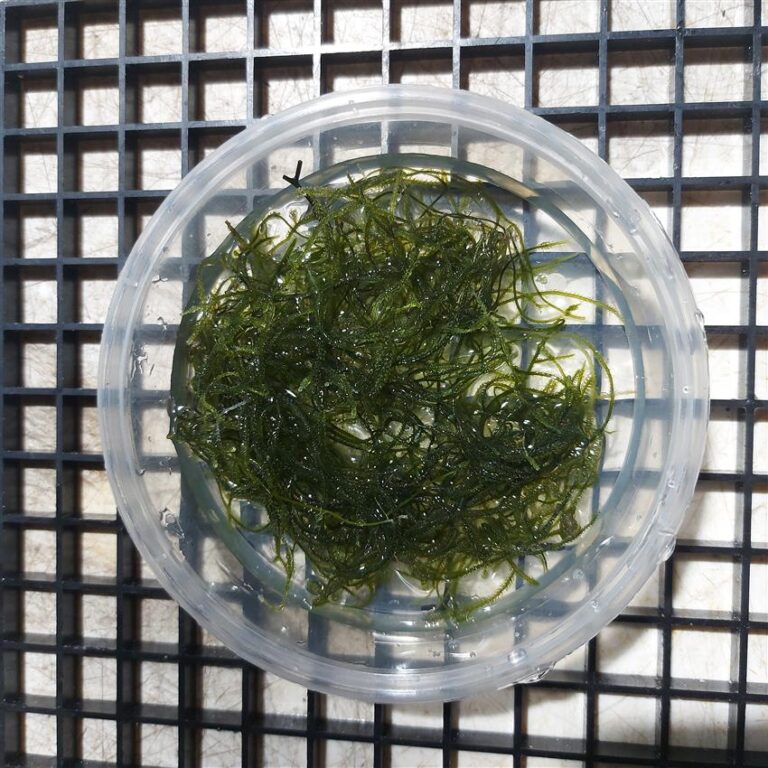 Shop Online for Saltwater Algae · Abyss Aquatics UK