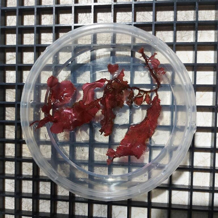 Shop Online for Saltwater Algae · Abyss Aquatics UK