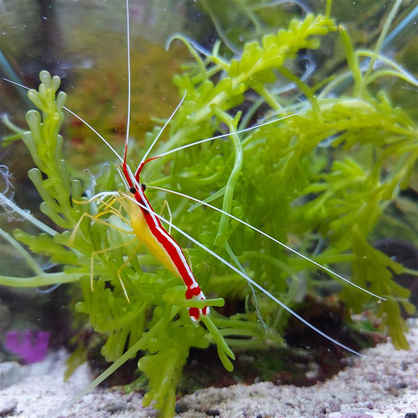 Grape Algae | Fast Delivery Abyss Aquatics UK