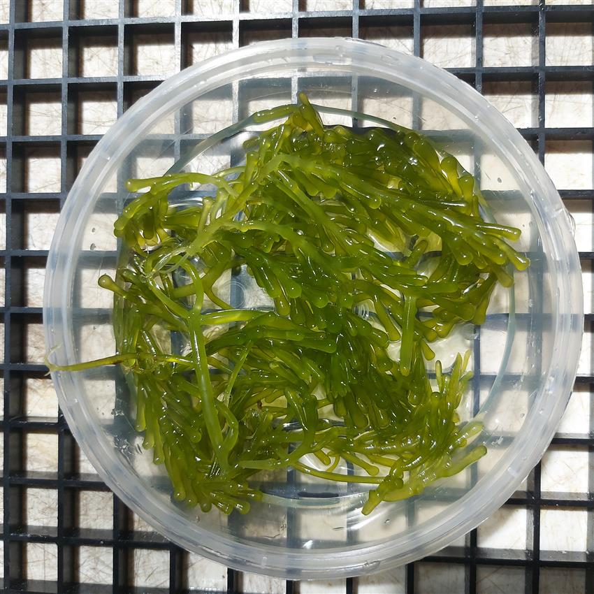 Grape Algae | Fast Delivery Abyss Aquatics UK