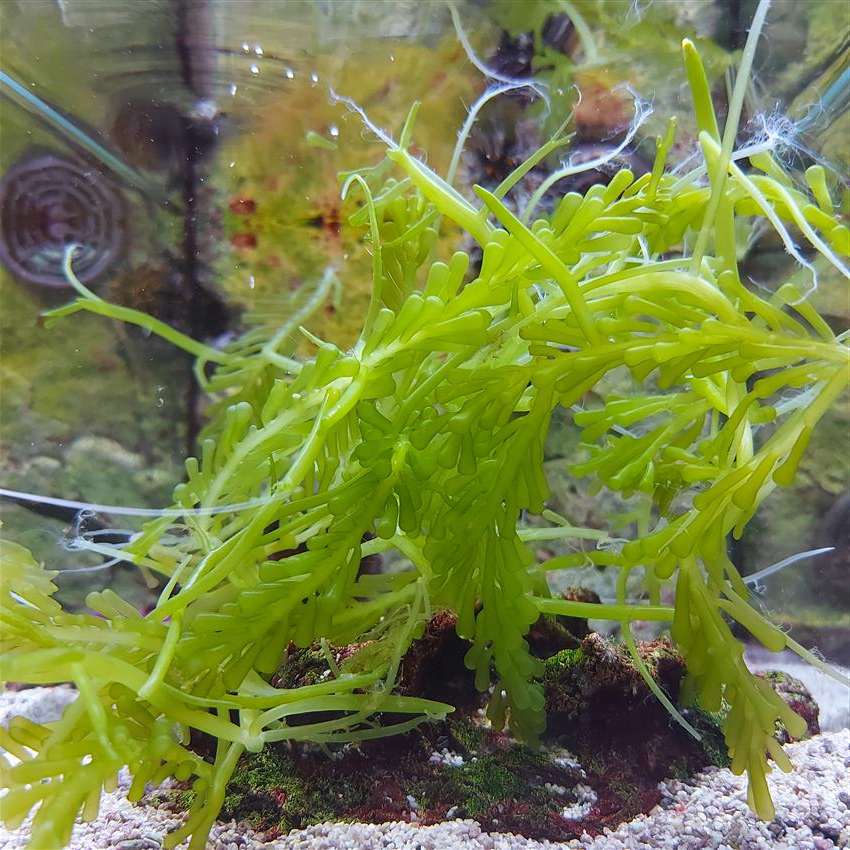 Grape Algae | Fast Delivery Abyss Aquatics UK