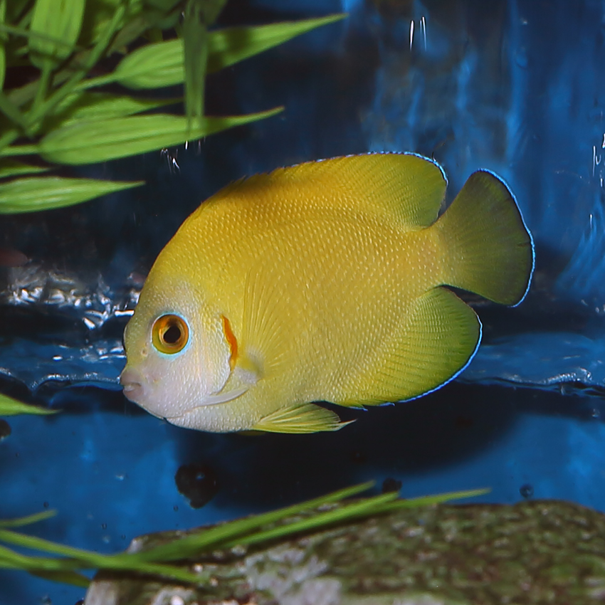 Lemon Peel Angelfish Hybrid | Fast Delivery Abyss Aquatics UK