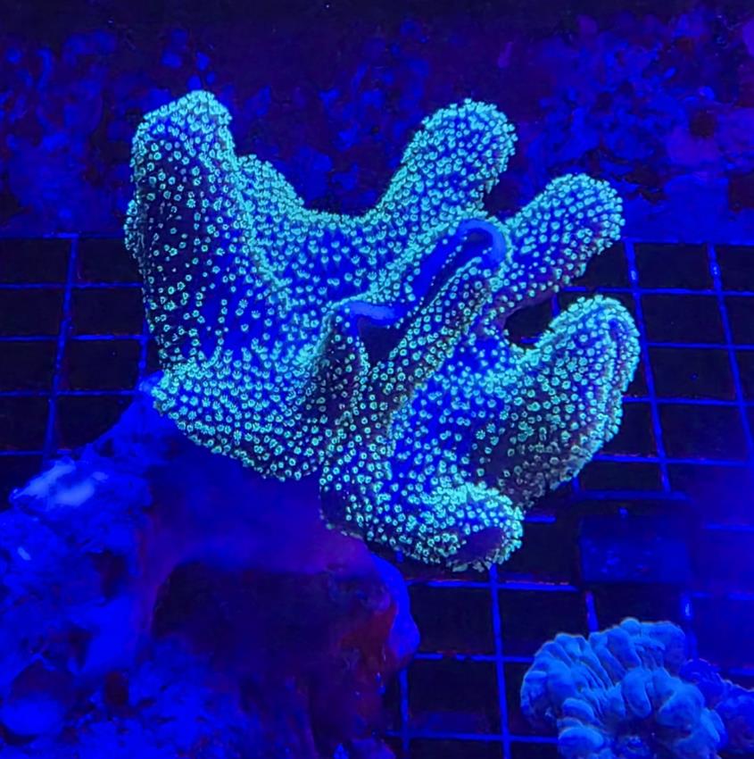 Australian Green Toadstool Leather F9 | Fast Delivery Abyss Aquatics UK