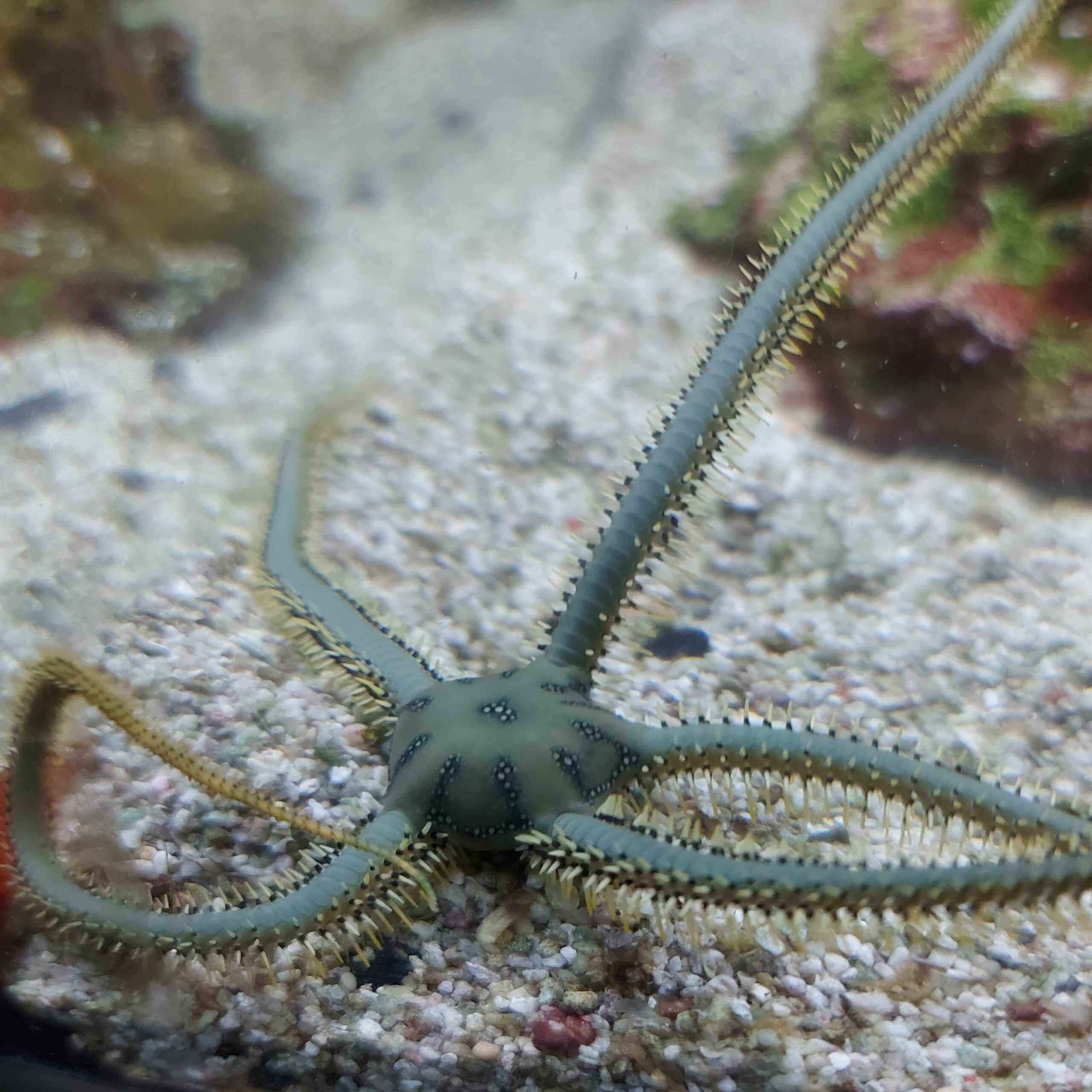 Green Brittle Starfish | Fast Delivery Abyss Aquatics UK