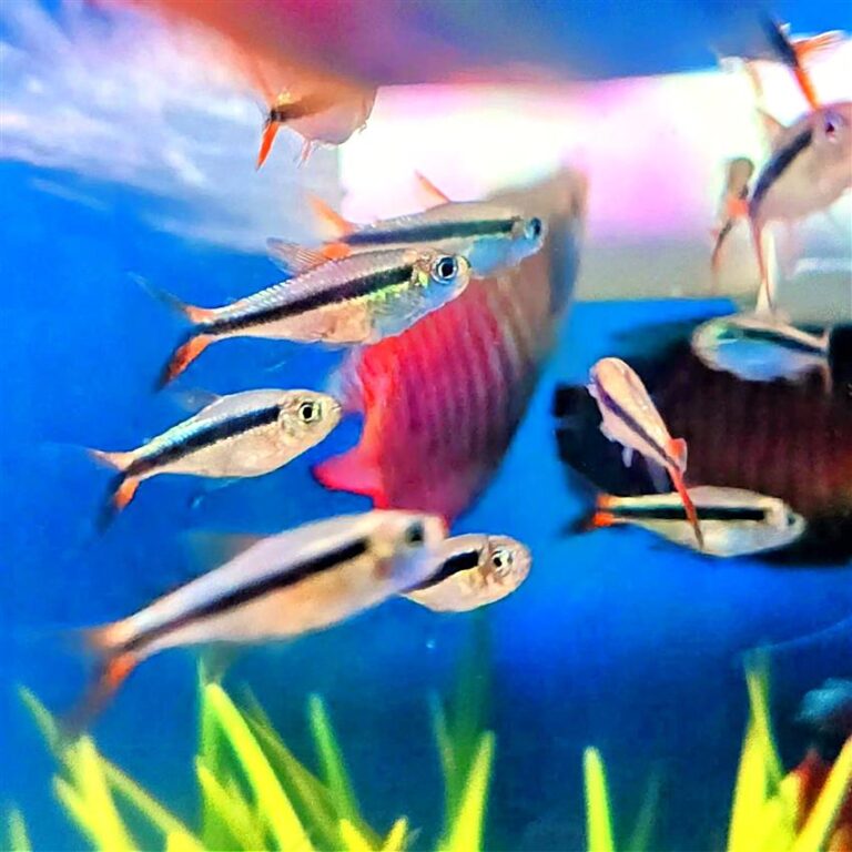 Tetra Fish. Shop Online or Instore. Quality Healthy Fish Abyss Aquatics UK