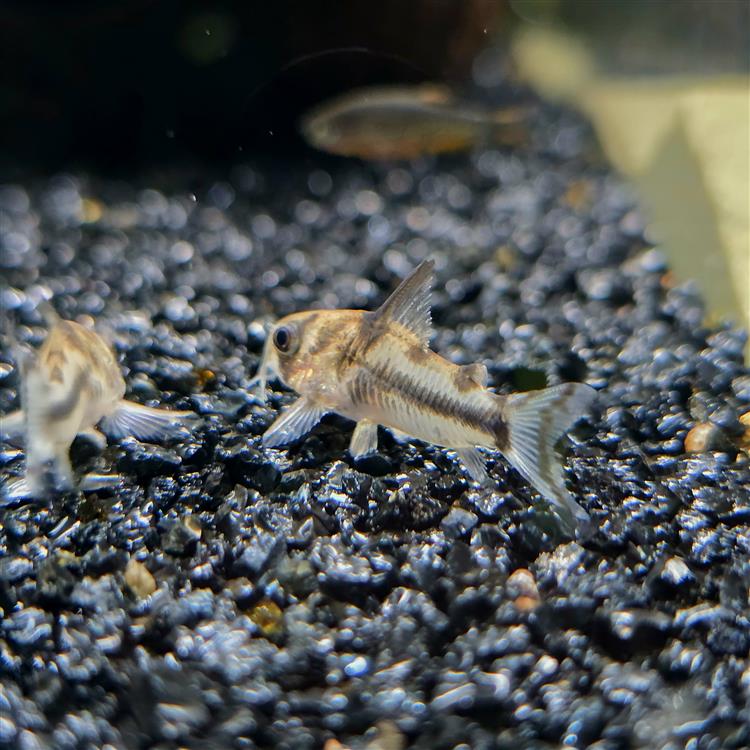Shop Online for Corydoras · Abyss Aquatics UK