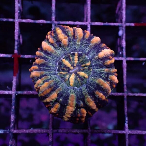 Button Scoly WYSIWYG 46 | Fast Delivery Abyss Aquatics UK