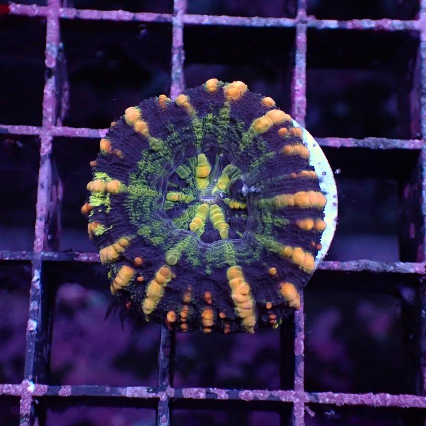 Button Scoly WYSIWYG 47 | Fast Delivery Abyss Aquatics UK