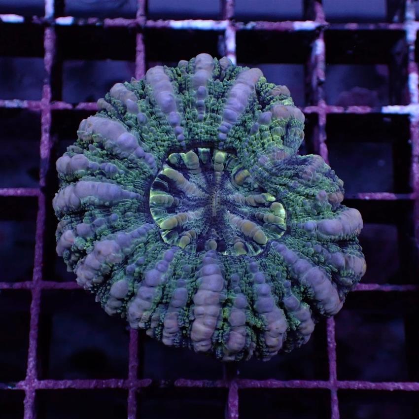 Button Scoly WYSIWYG 49 | Fast Delivery Abyss Aquatics UK