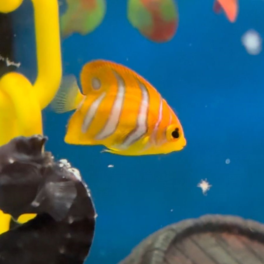 Regal Angelfish Tank Bred | Fast Delivery Abyss Aquatics UK