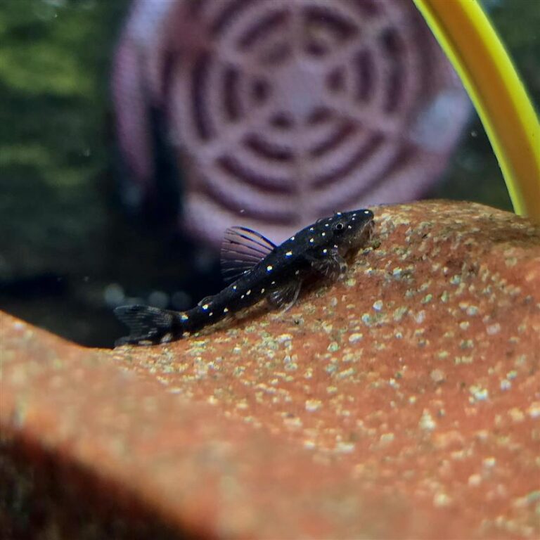 Dwarf Pleco | Fast Delivery Abyss Aquatics UK