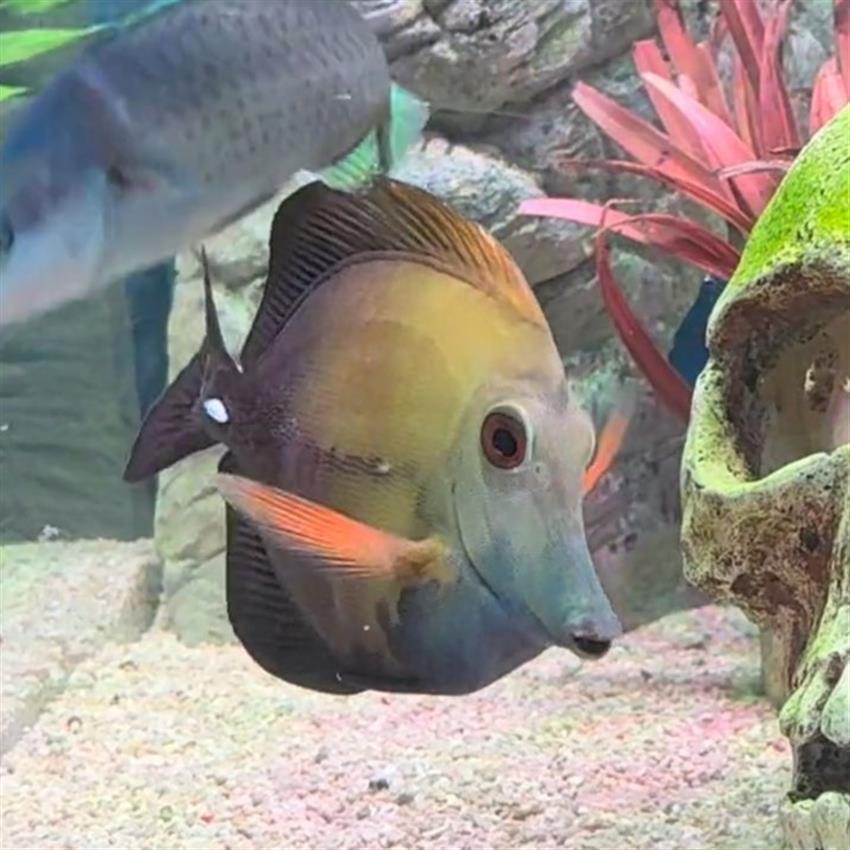 Tricolour Tang 13 WYSIWYG | Fast Delivery Abyss Aquatics UK