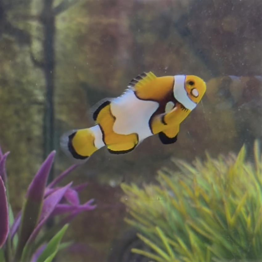 Picasso Clownfish | Fast Delivery Abyss Aquatics UK