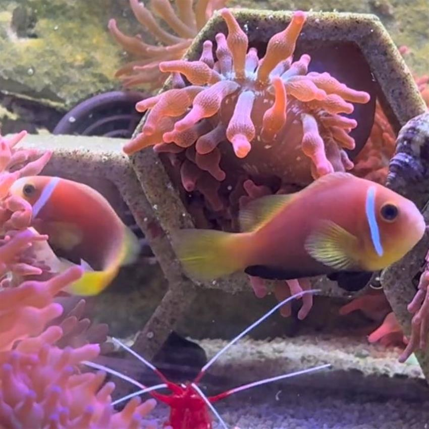 Black Foot Clownfish | Fast Delivery Abyss Aquatics UK