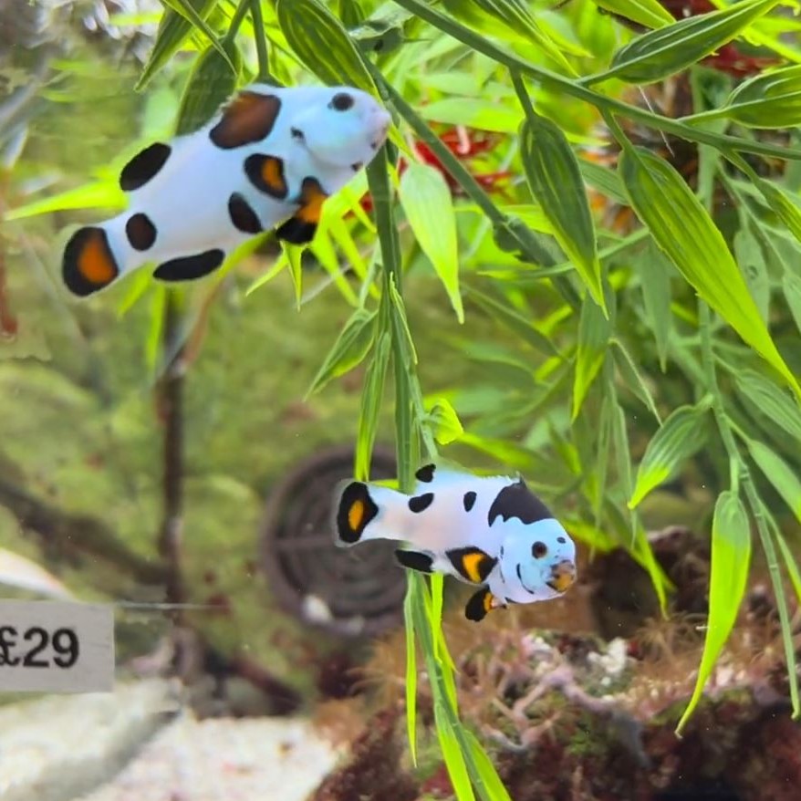 Photon Storm Clownfish | Fast Delivery Abyss Aquatics UK