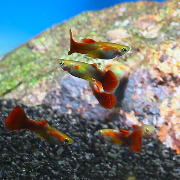 Shop Online for Guppy · Abyss Aquatics UK