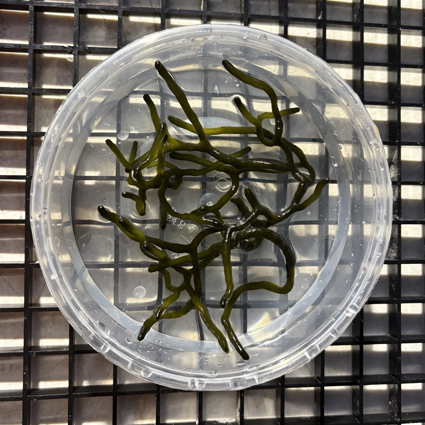 Codium Macroalgae | Fast Delivery Abyss Aquatics UK