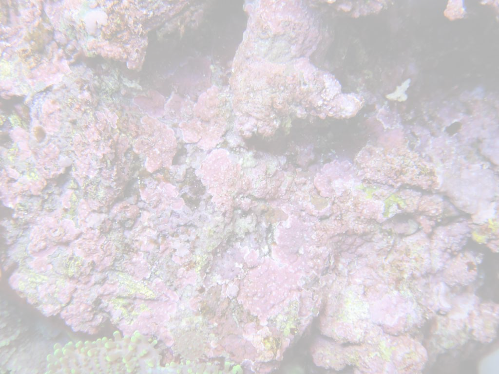 Home · Abyss Aquatics UK Based in Stockport, Greater Manchester.