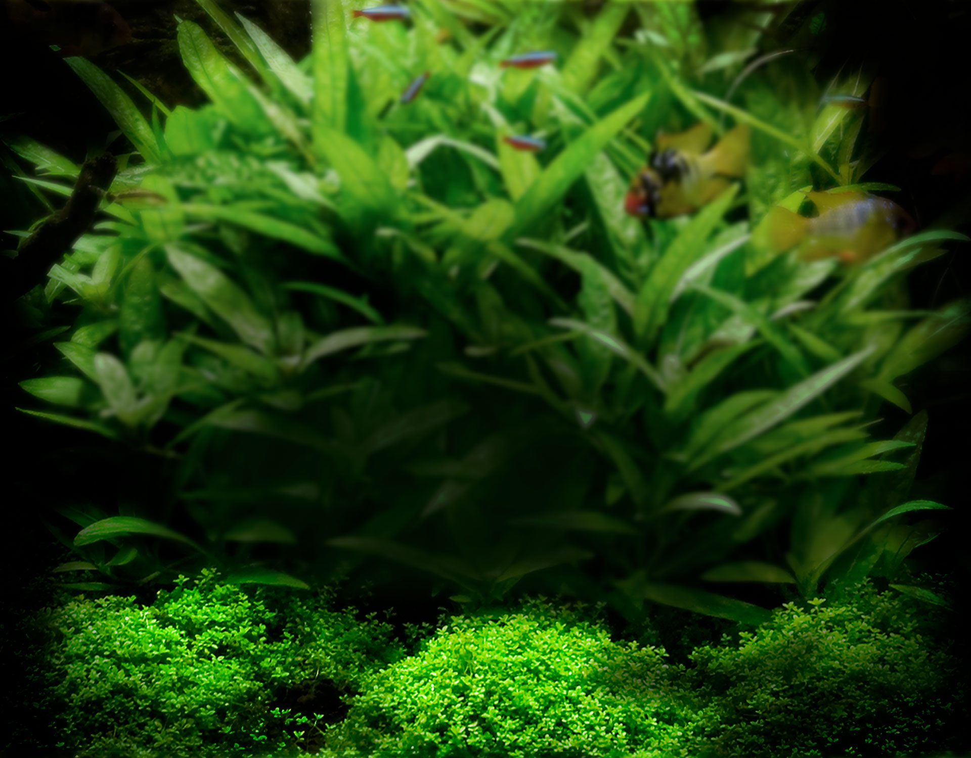 Home · Abyss Aquatics UK Based in Stockport, Greater Manchester.