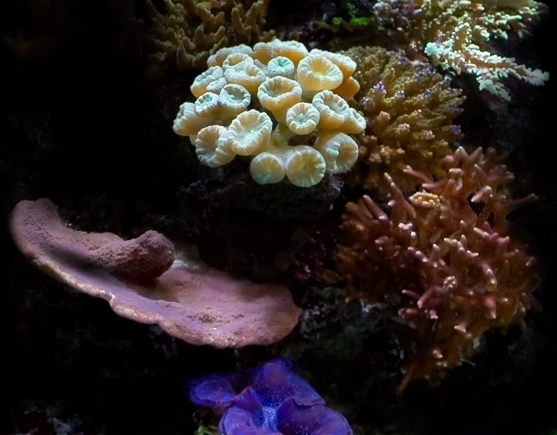 Home · Abyss Aquatics UK Based in Stockport, Greater Manchester.